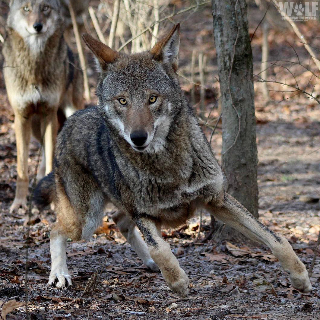 Red Wolves – Wolf Conservation Center - Adoptions
