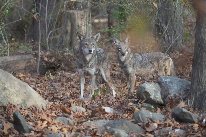 Red Wolf Cedar (m2562) – Wolf Conservation Center - Adoptions
