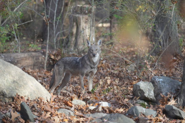 Red Wolf Sassafras (f2567) – Wolf Conservation Center - Adoptions