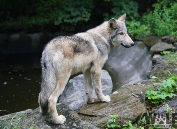 Silas – Wolf Conservation Center - Adoptions